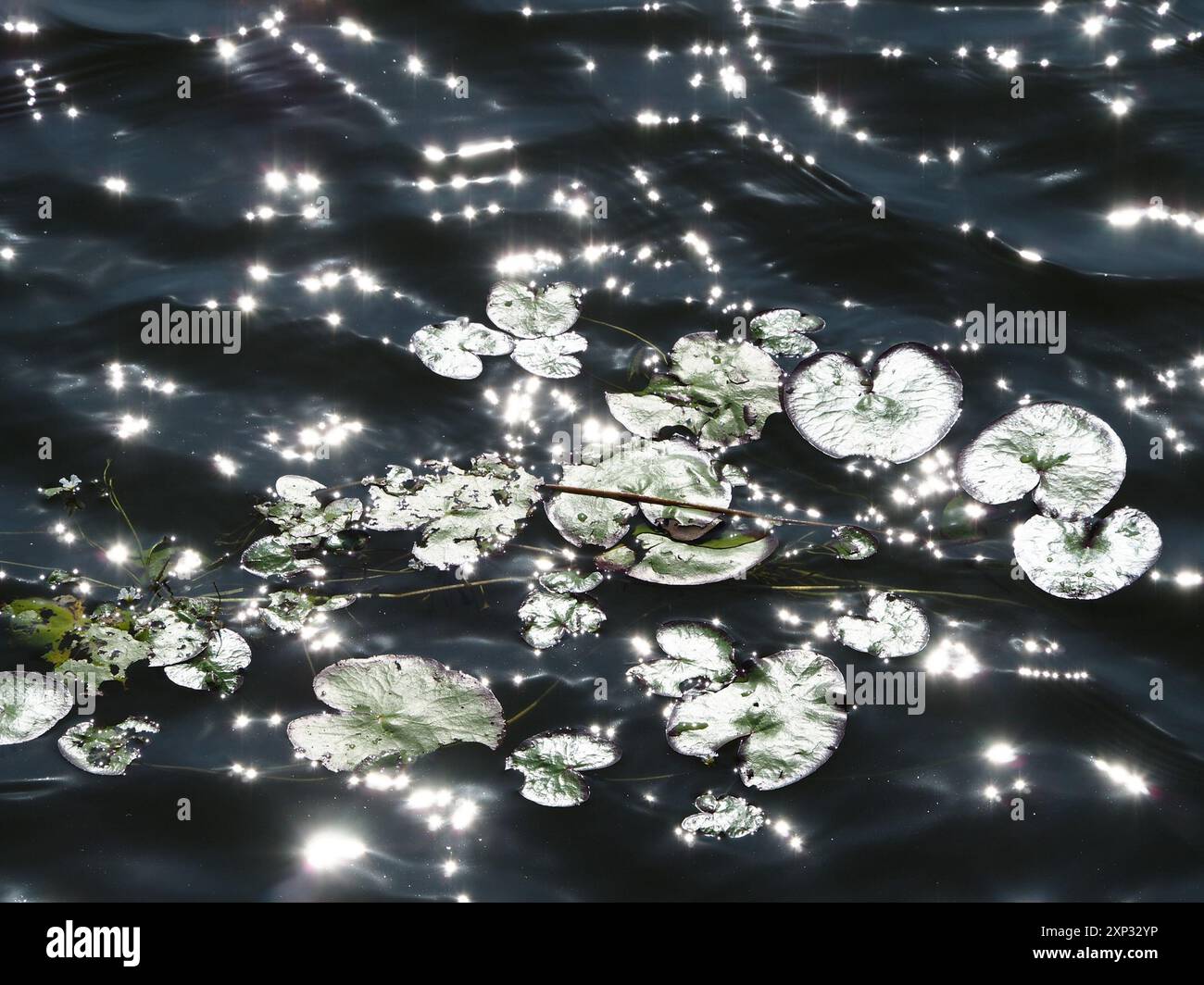 crested floating-heart (Nymphoides hydrophylla) Plantae Stock Photo - Alamy