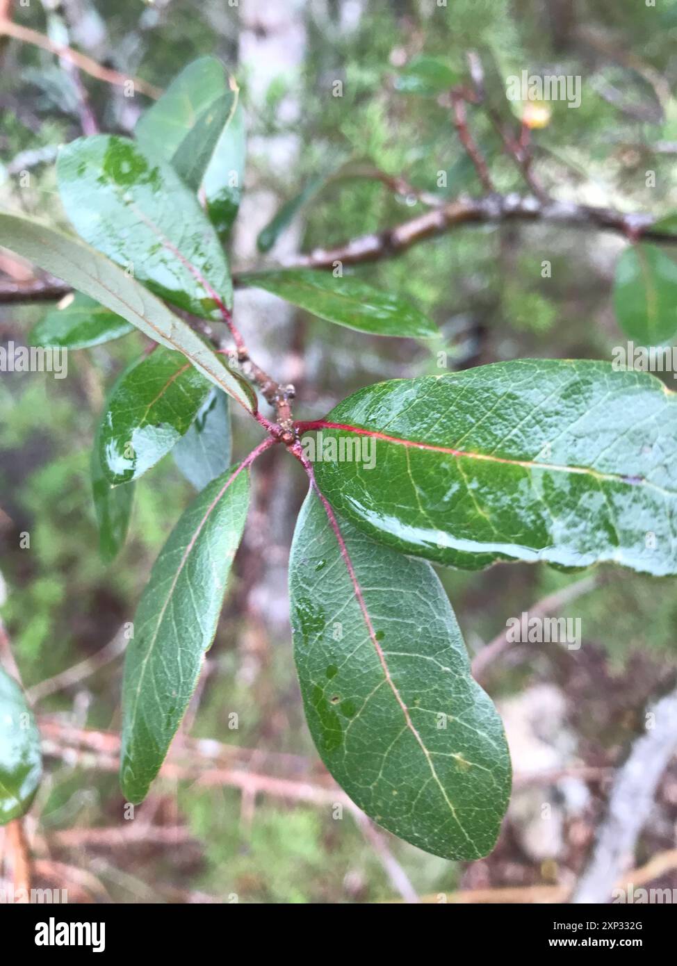 Texas live oak (Quercus fusiformis) Plantae Stock Photo - Alamy