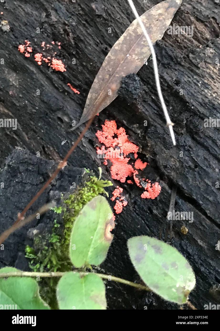 slime molds (Mycetozoa) Protozoa Stock Photo - Alamy