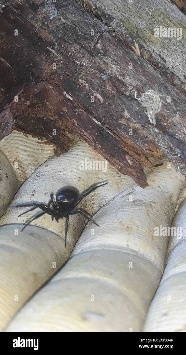Black Cobweb Spider (Steatoda capensis) Arachnida Stock Photo - Alamy