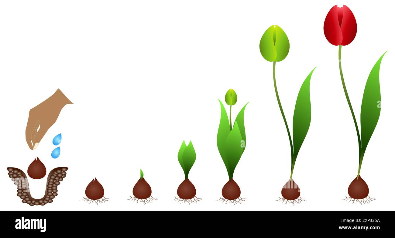 Cycle of growth of a tulip plant isolated on a white background Stock ...