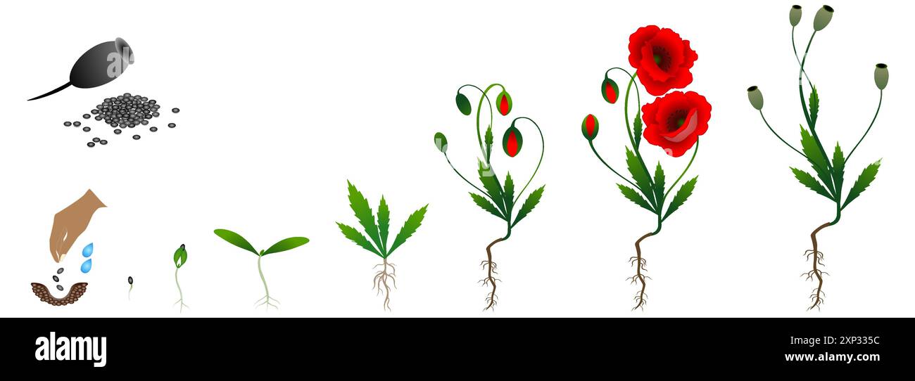 Cycle of poppy plant growth, isolated on white background Stock Vector ...