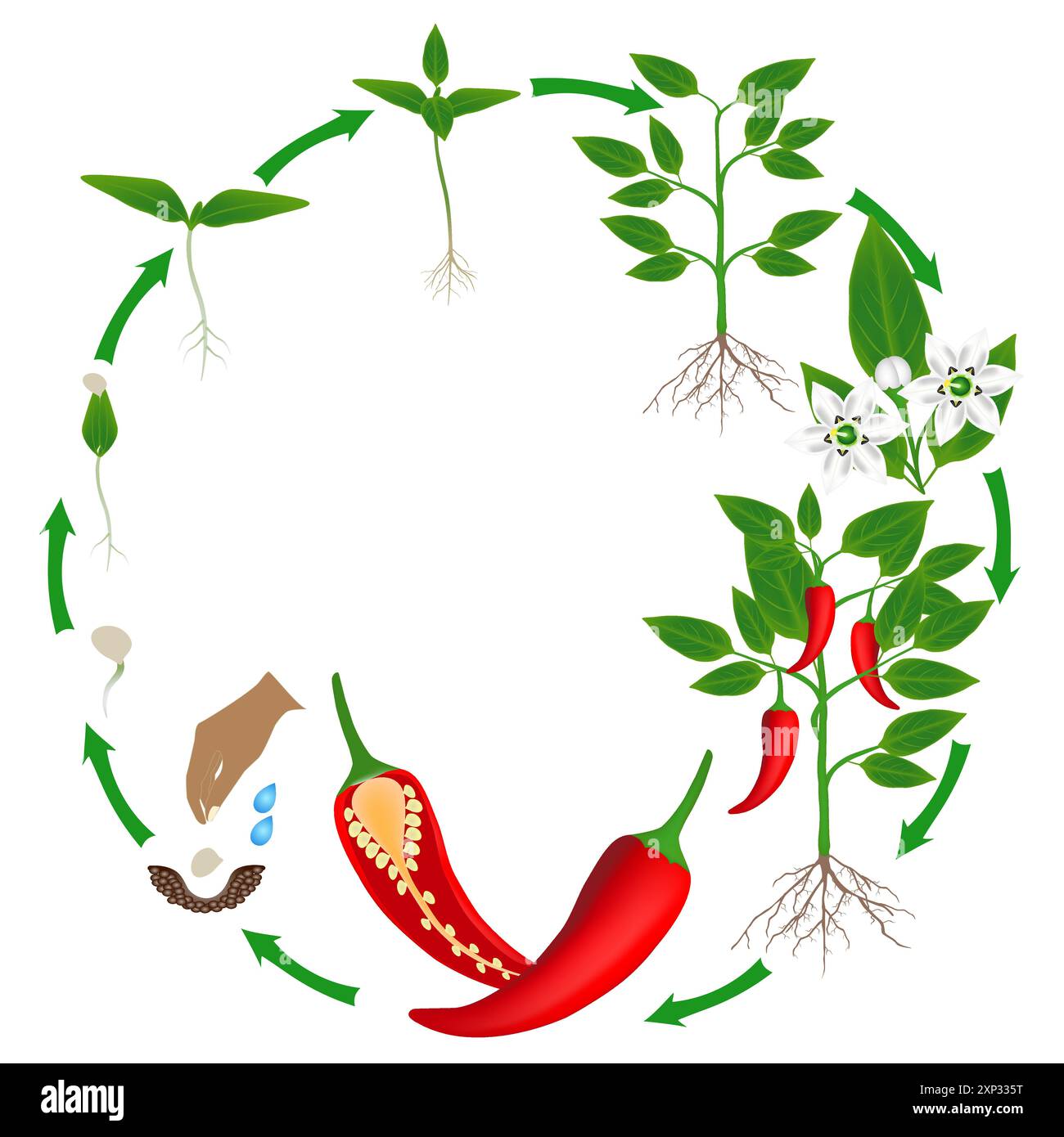 Life cycle of a plant of chili peppers on a white background Stock ...