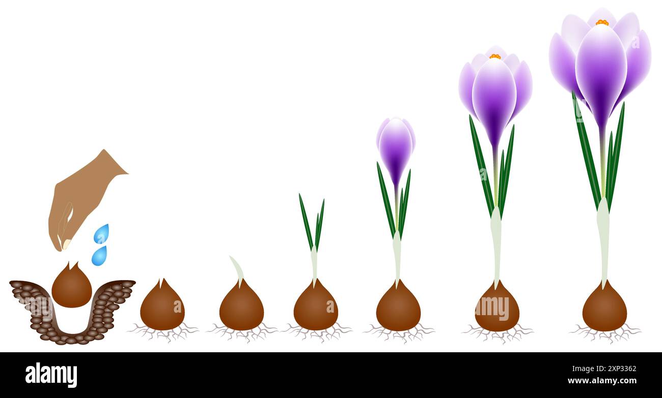 Cycle of growth of a crocus plant isolated on a white background Stock ...