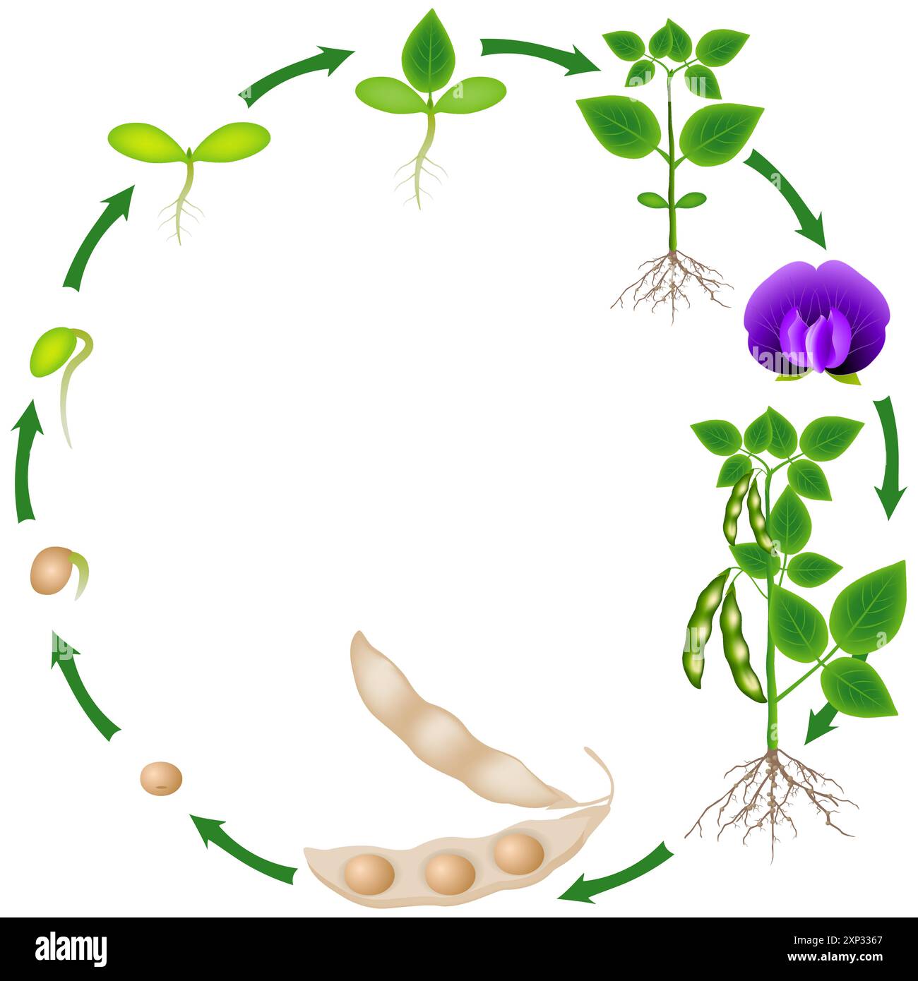 Life cycle of a soybean plant on a white background Stock Vector Image ...