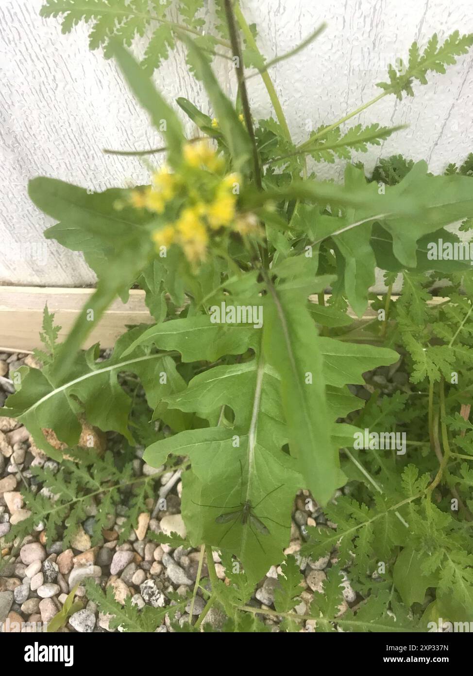 Sisymbrium irio hi-res stock photography and images - Alamy