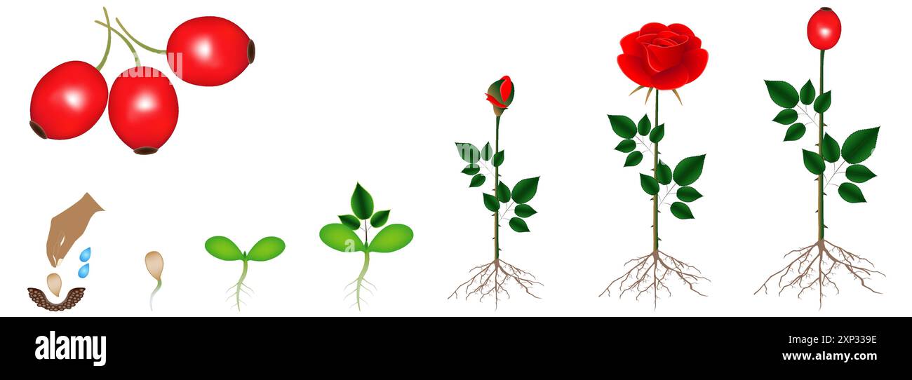 Cycle of rose plant growth, isolated on white background Stock Vector ...