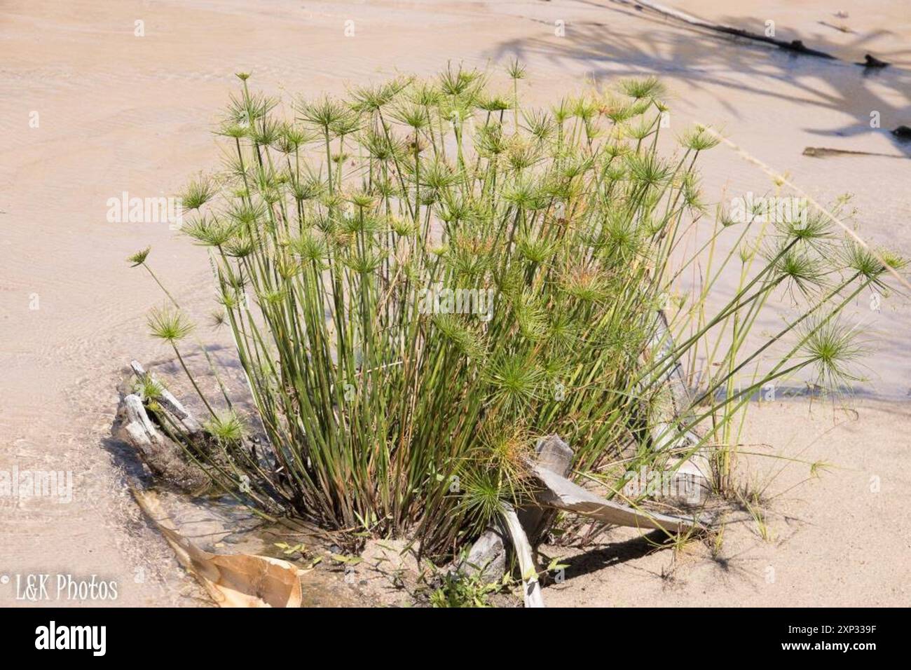 Dwarf Papyrus (Cyperus prolifer) Plantae Stock Photo - Alamy