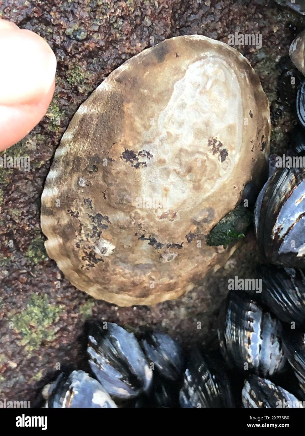 Owl Limpet (Lottia gigantea) Mollusca Stock Photo - Alamy
