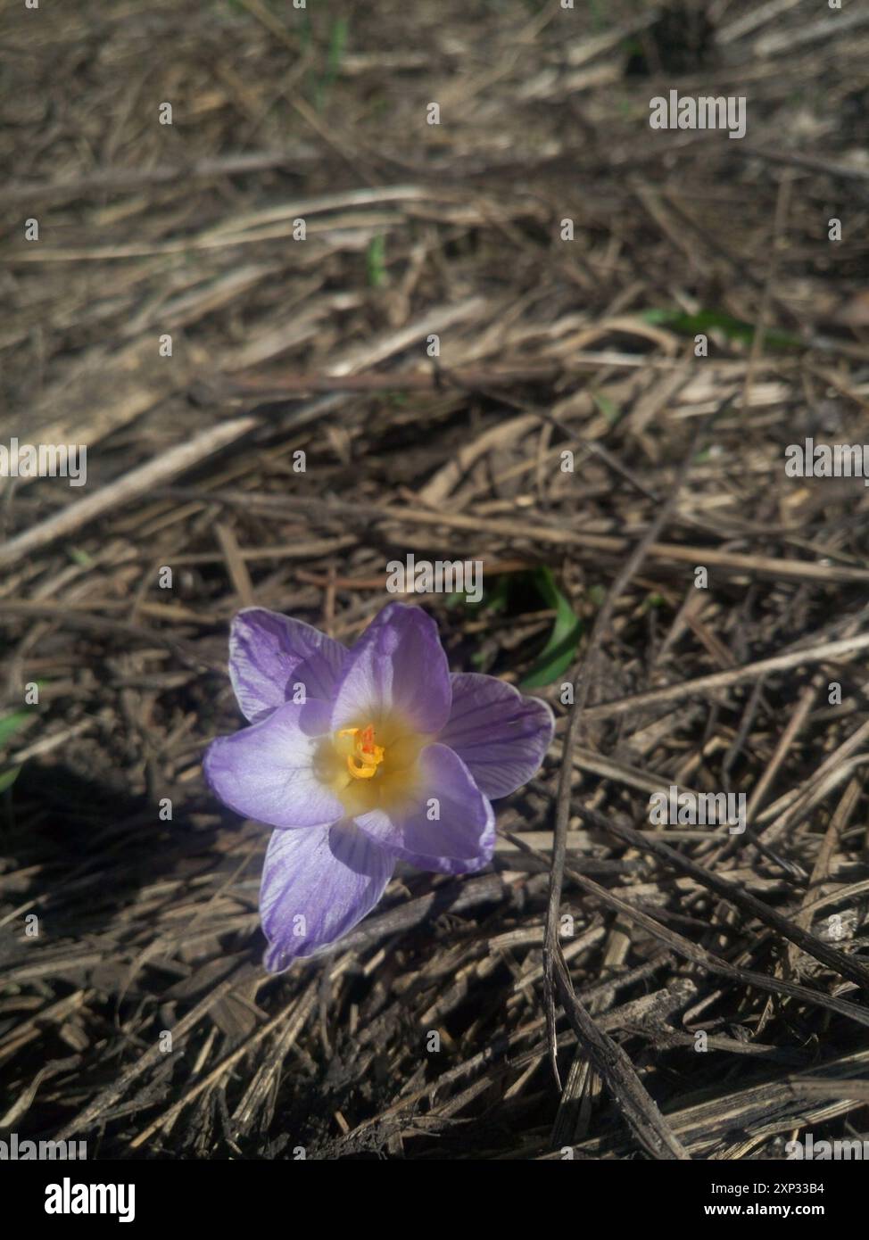 (Crocus reticulatus) Plantae Stock Photo - Alamy