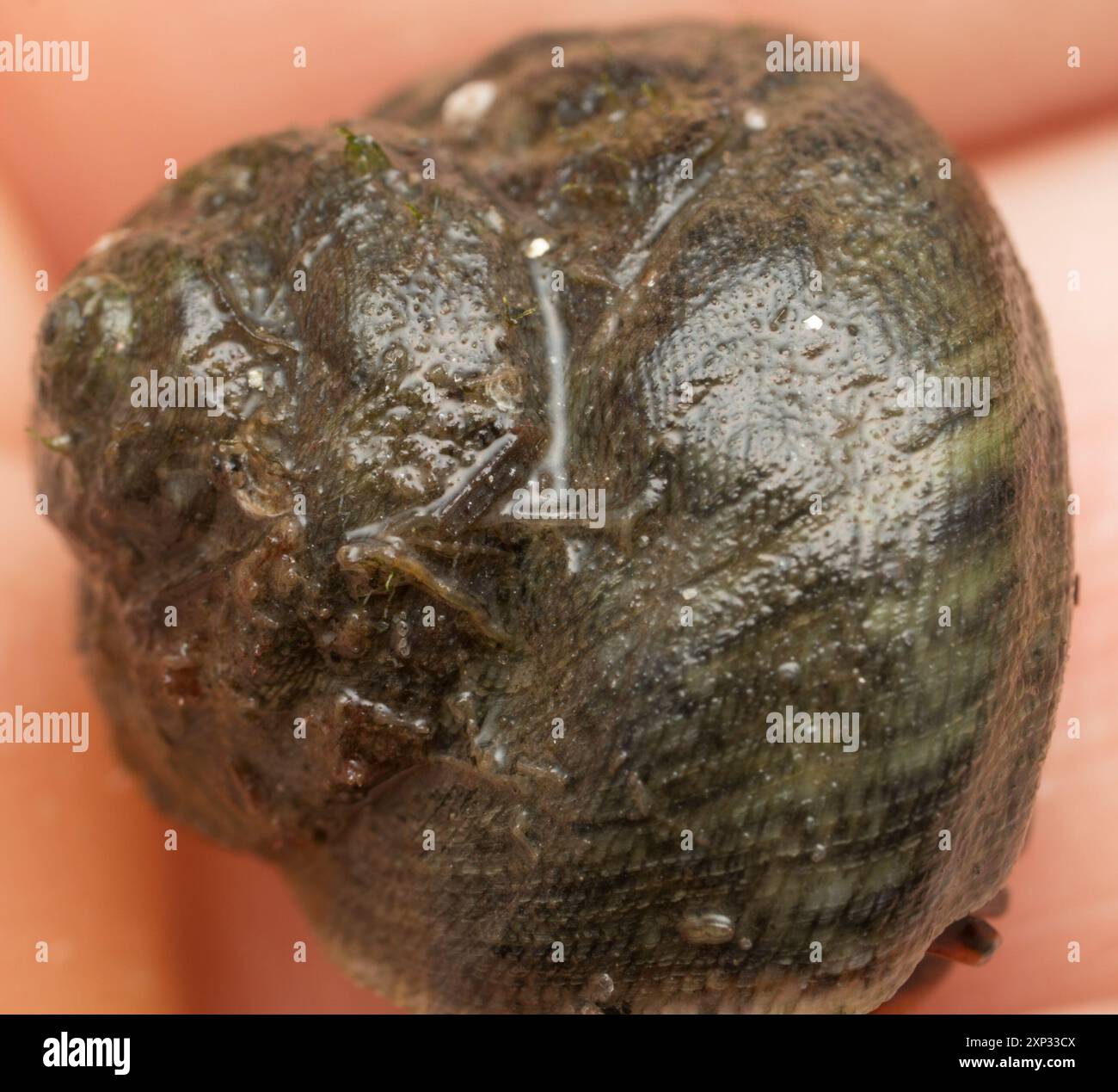 Gilded Tegula (Tegula aureotincta) Mollusca Stock Photo - Alamy