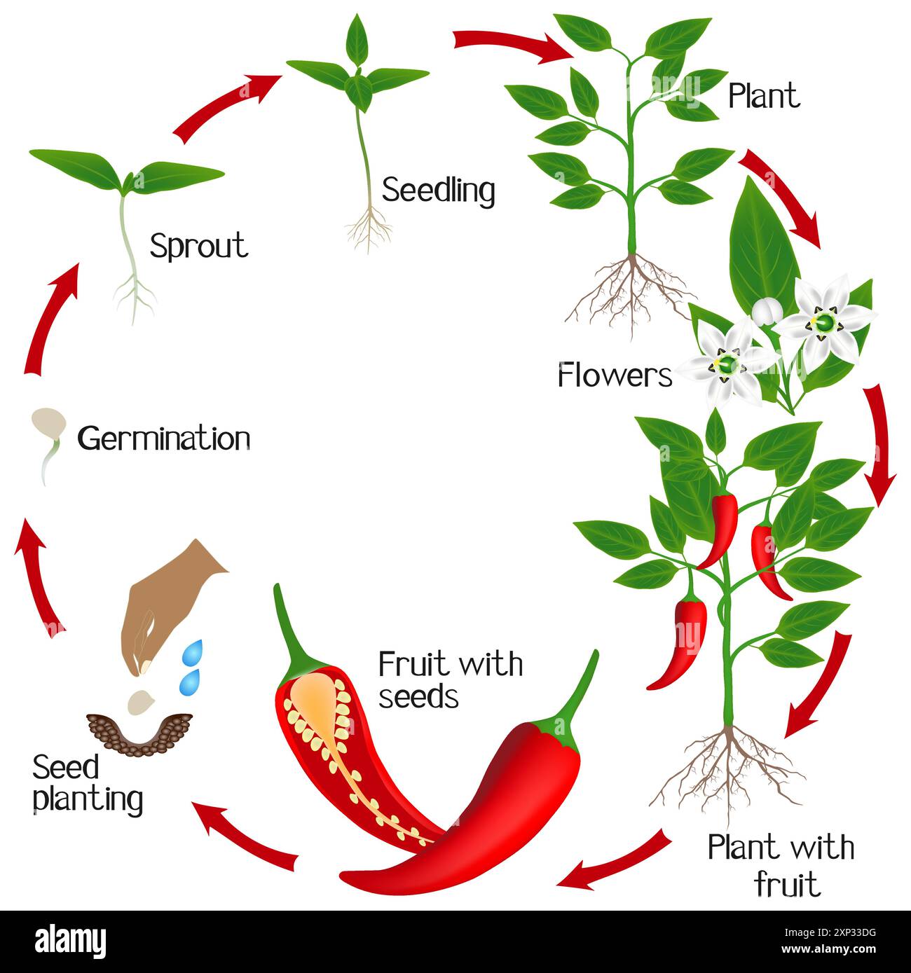 Cycle of growth of a plant of chili peppers on a white background Stock Vector Image & Art - Alamy