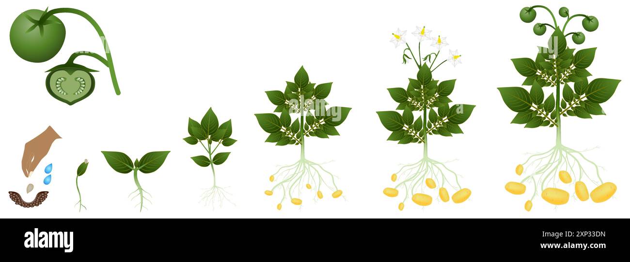 Cycle of potato growing from seeds, on a white Stock Vector Image & Art ...