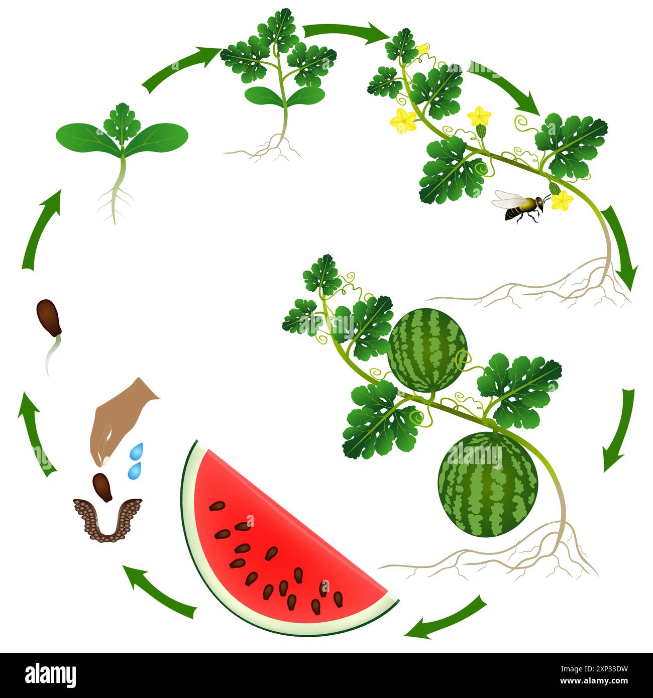 Life cycle of a watermelon plant on a white background Stock Vector ...