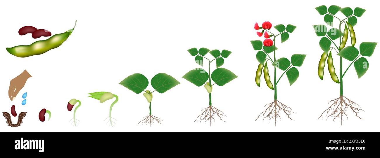 Cycle of growth of a bean plant isolated on a white background Stock ...