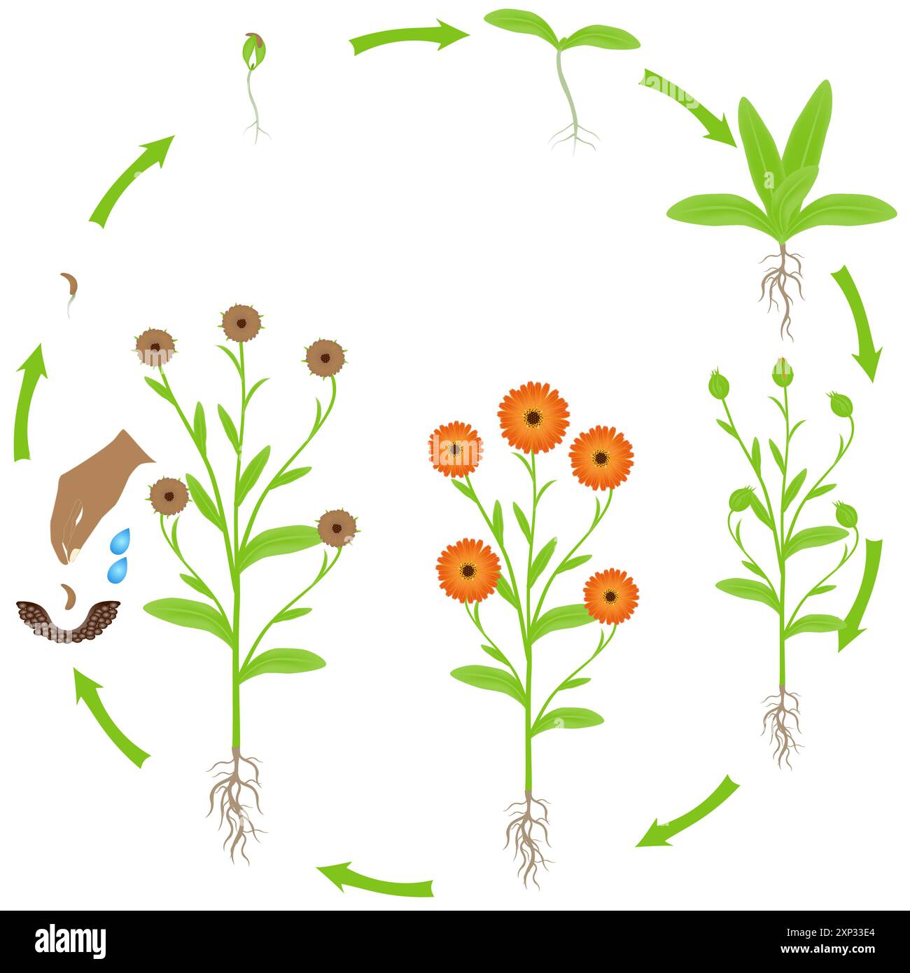 Life cycle of calendula plant on a white background Stock Vector Image ...
