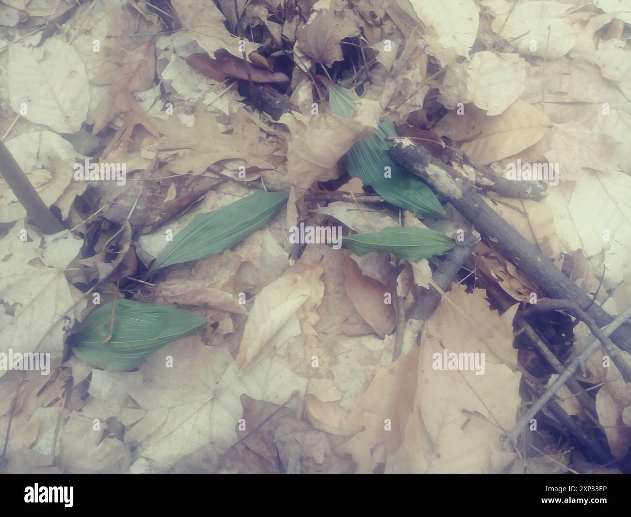 putty root (Aplectrum hyemale) Plantae Stock Photo - Alamy