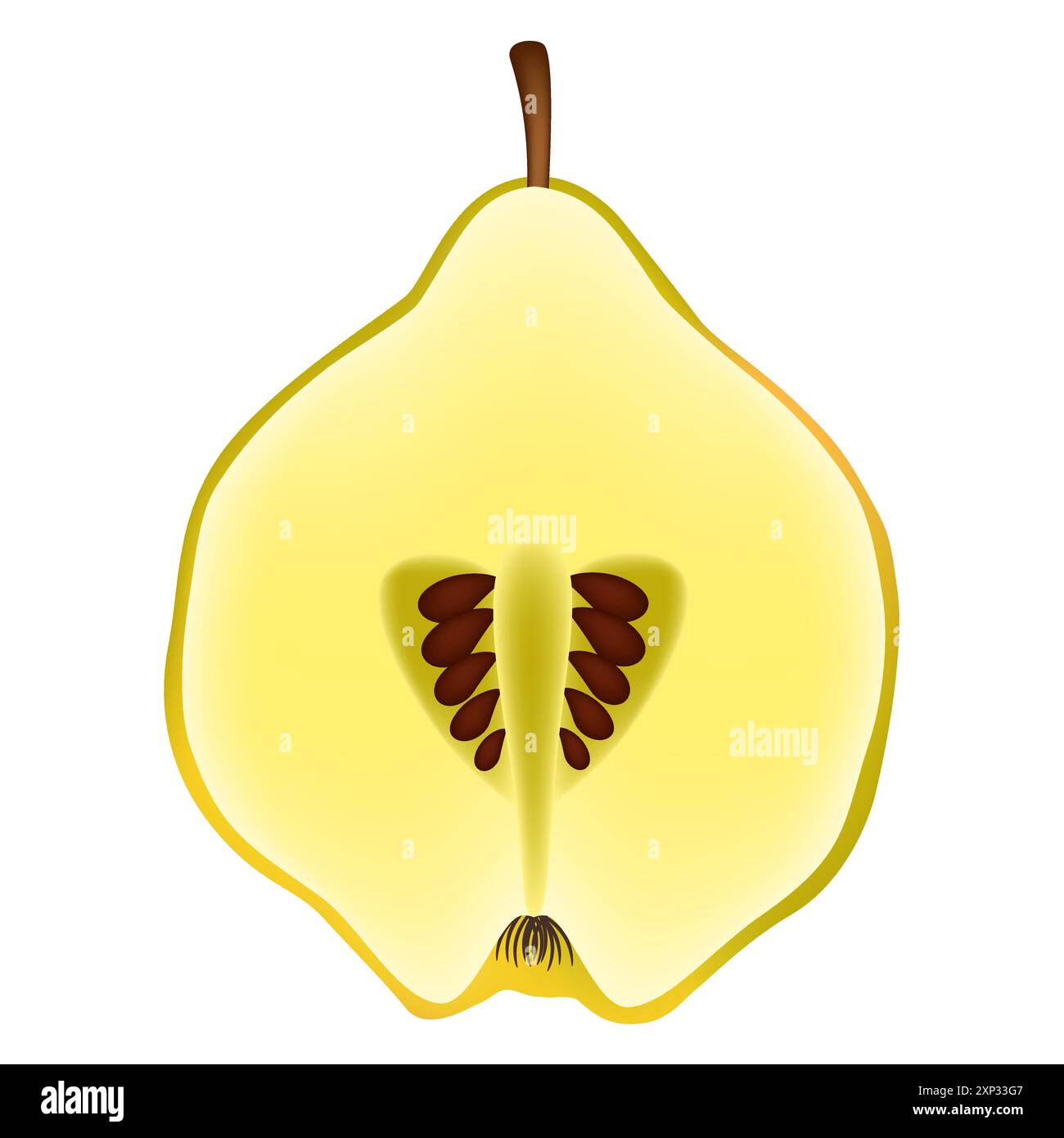 Fresh ripe quince on Stock Vector Images - Alamy
