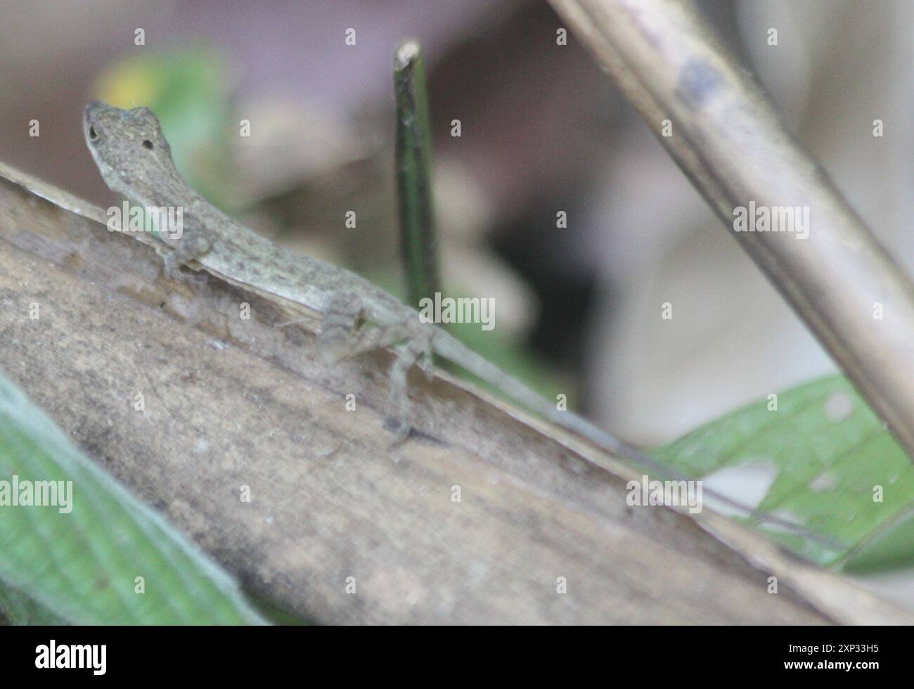 Border Anole (Anolis limifrons) Reptilia Stock Photo - Alamy