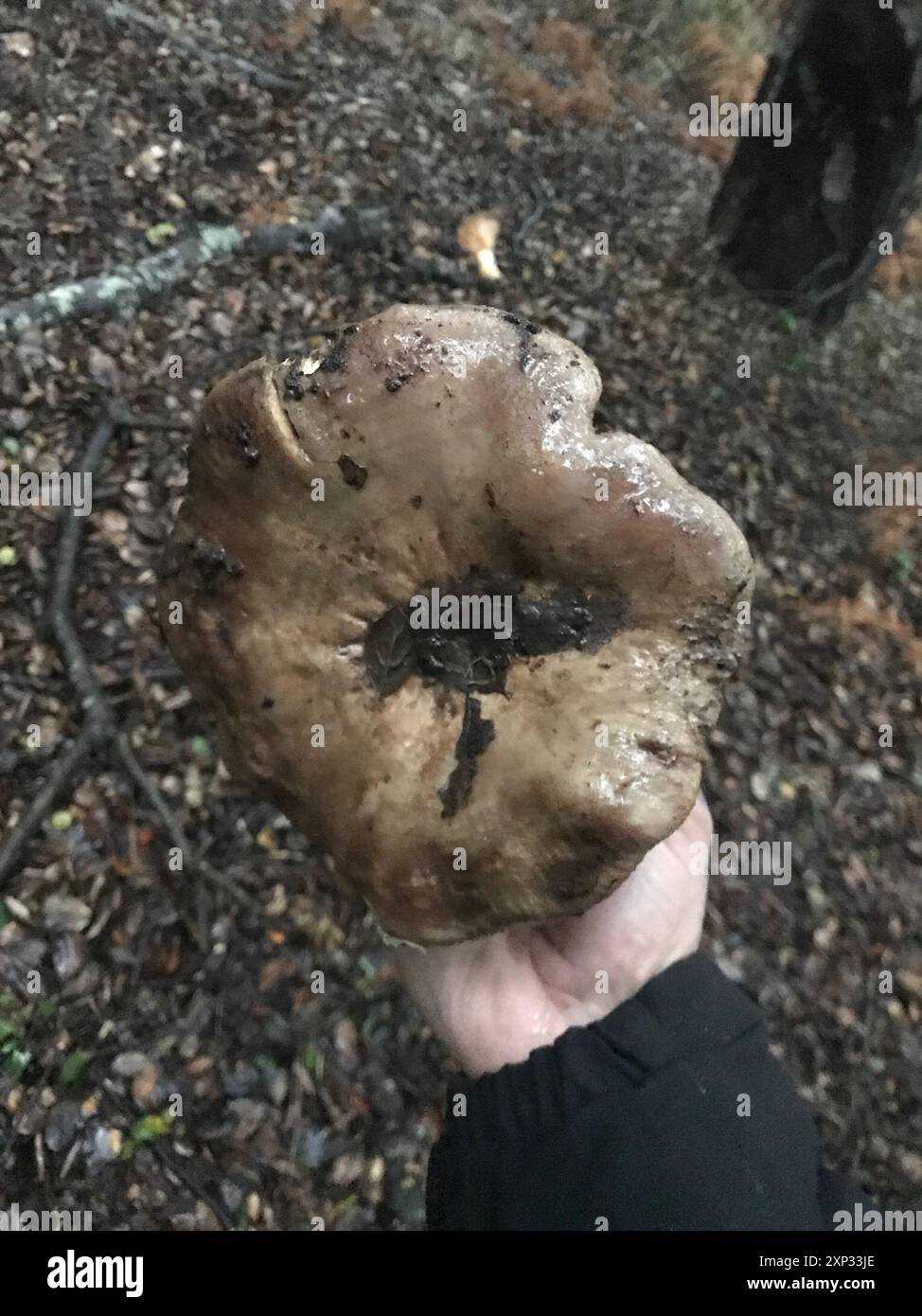 Giant Gray Milk Cap (Lactarius argillaceifolius megacarpus) Fungi Stock ...