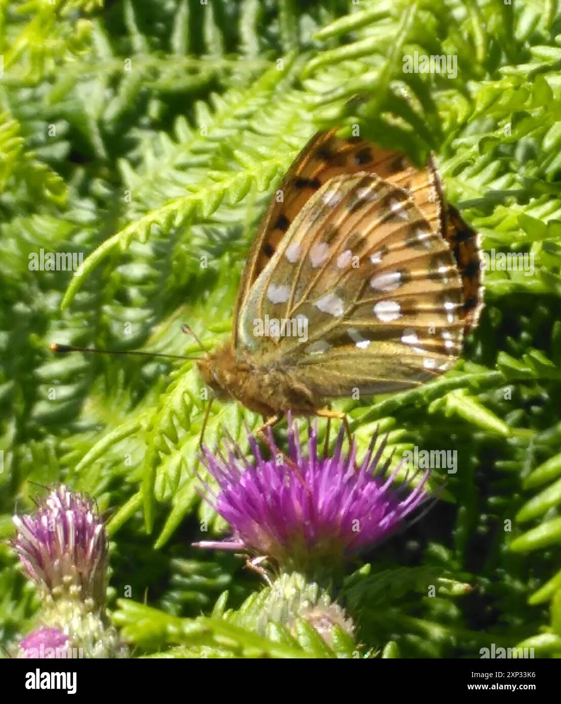 Dark Green Fritillary (Argynnis aglaja) Insecta Stock Photo - Alamy