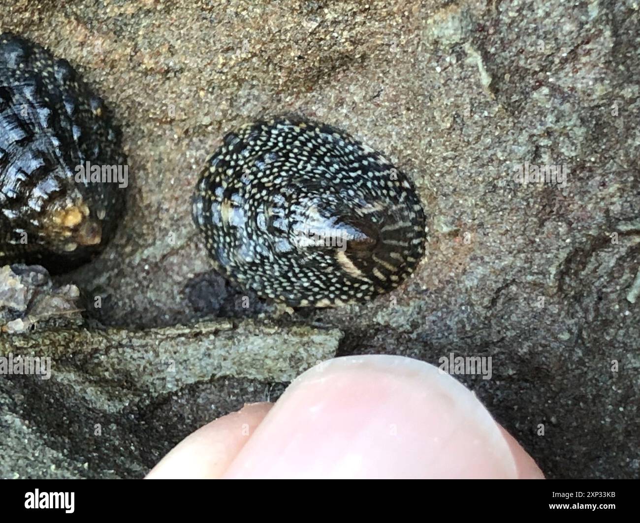 True Limpets (Patellogastropoda) Mollusca Stock Photo - Alamy