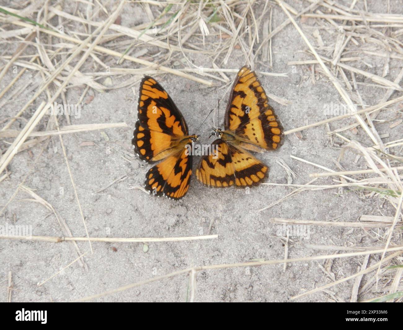 Common joker hi-res stock photography and images - Alamy