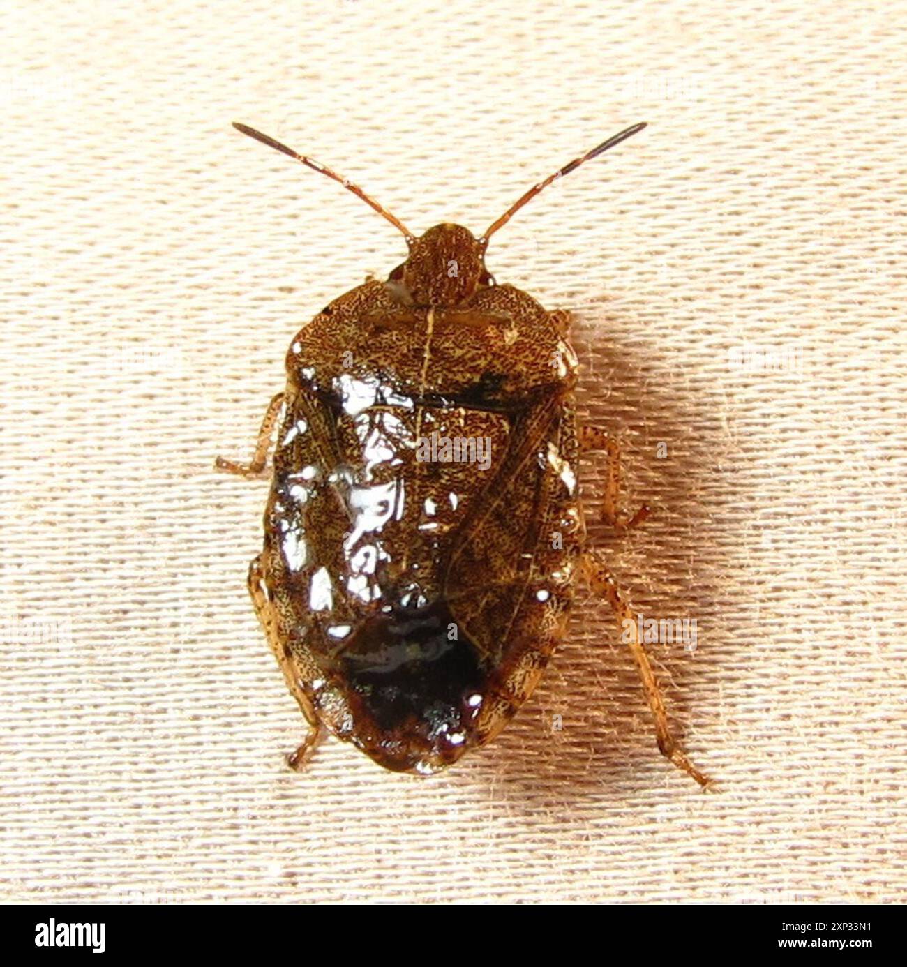 Elf Shoe Stink Bug (Menecles insertus) Insecta Stock Photo - Alamy