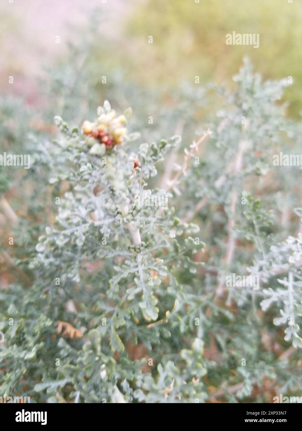 Burrobush (Ambrosia dumosa) Plantae Stock Photo - Alamy