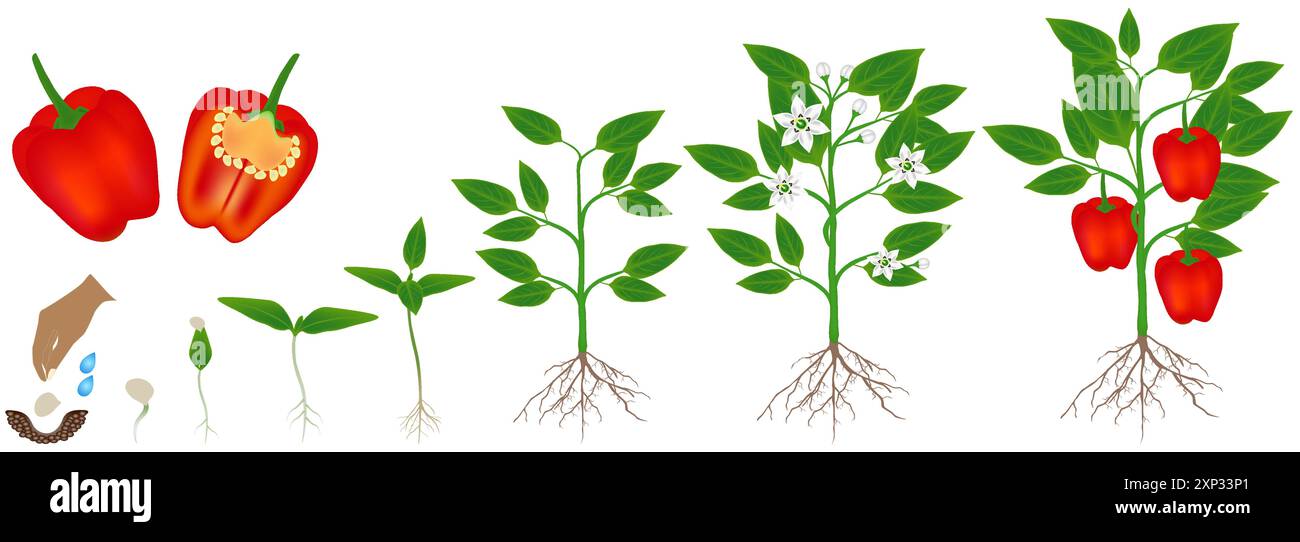 Cycle of growth of a plant of red pepper, isolated on a white ...