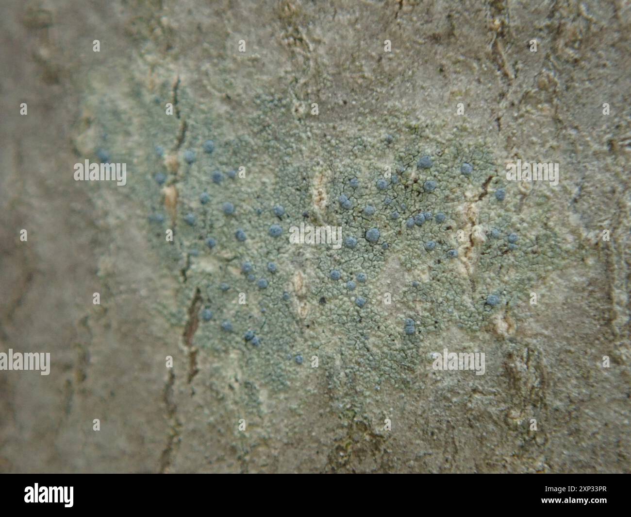 Frosted Comma Lichen (Chrysothrix caesia) Fungi Stock Photo - Alamy