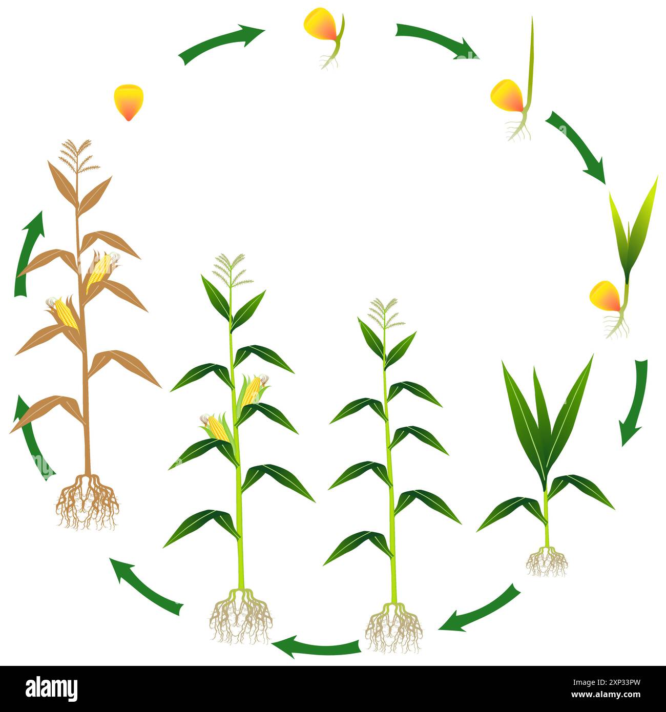 Life cycle of a corn plant on a white background Stock Vector Image ...