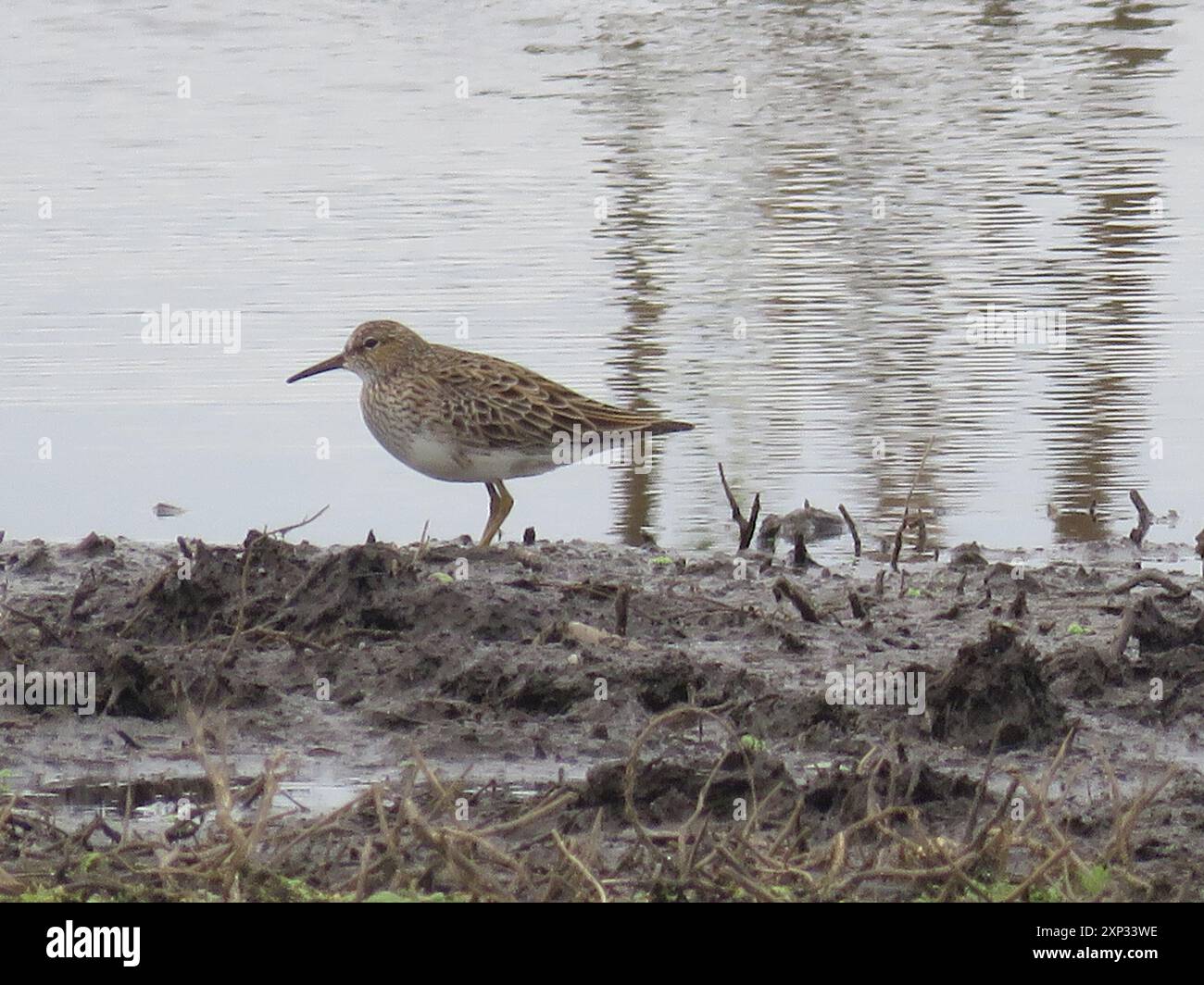 Pectoral Sandpiper (Calidris melanotos) Aves Stock Photo - Alamy