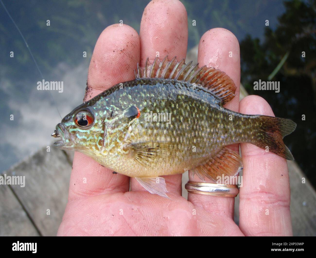 Northern Sunfish (Lepomis peltastes) Actinopterygii Stock Photo - Alamy