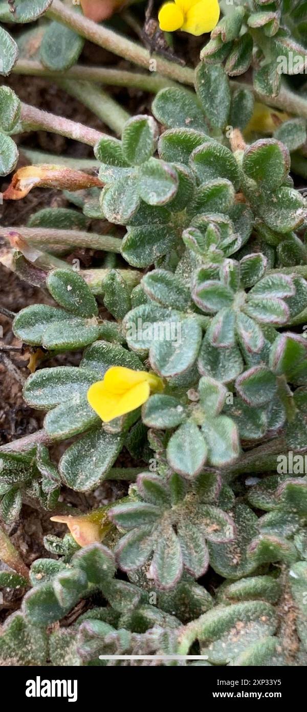Strigose lotus hi-res stock photography and images - Alamy