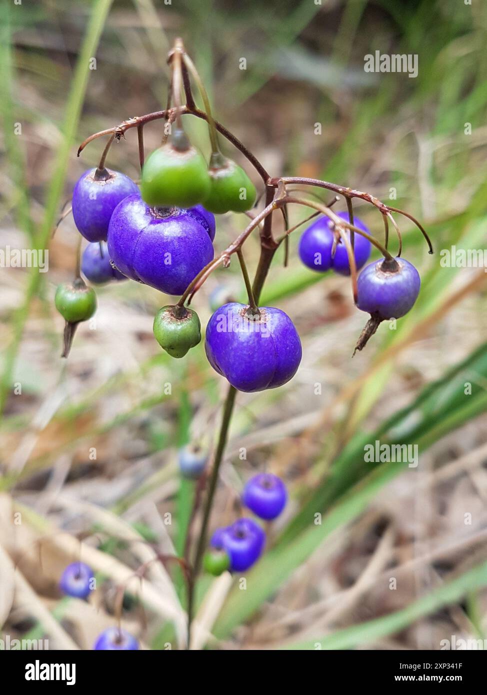 flax-lilies (Dianella) Plantae Stock Photo - Alamy