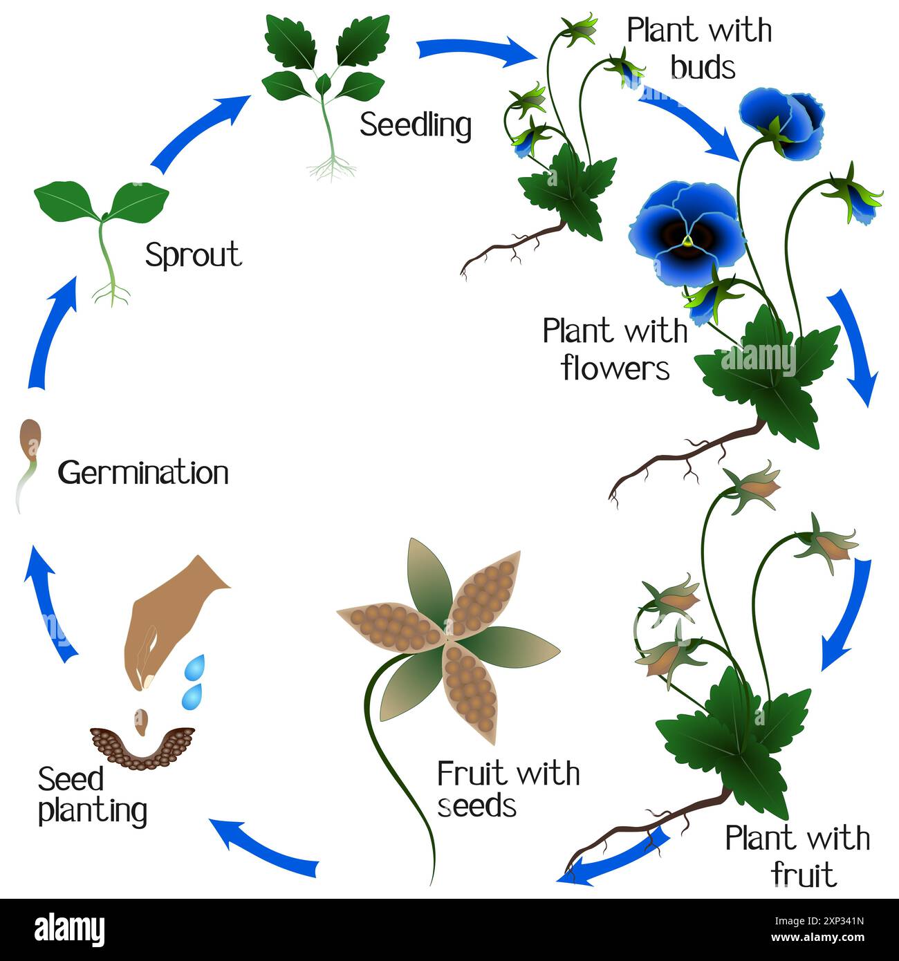 Life cycle of a flower drawing hi-res stock photography and images - Alamy