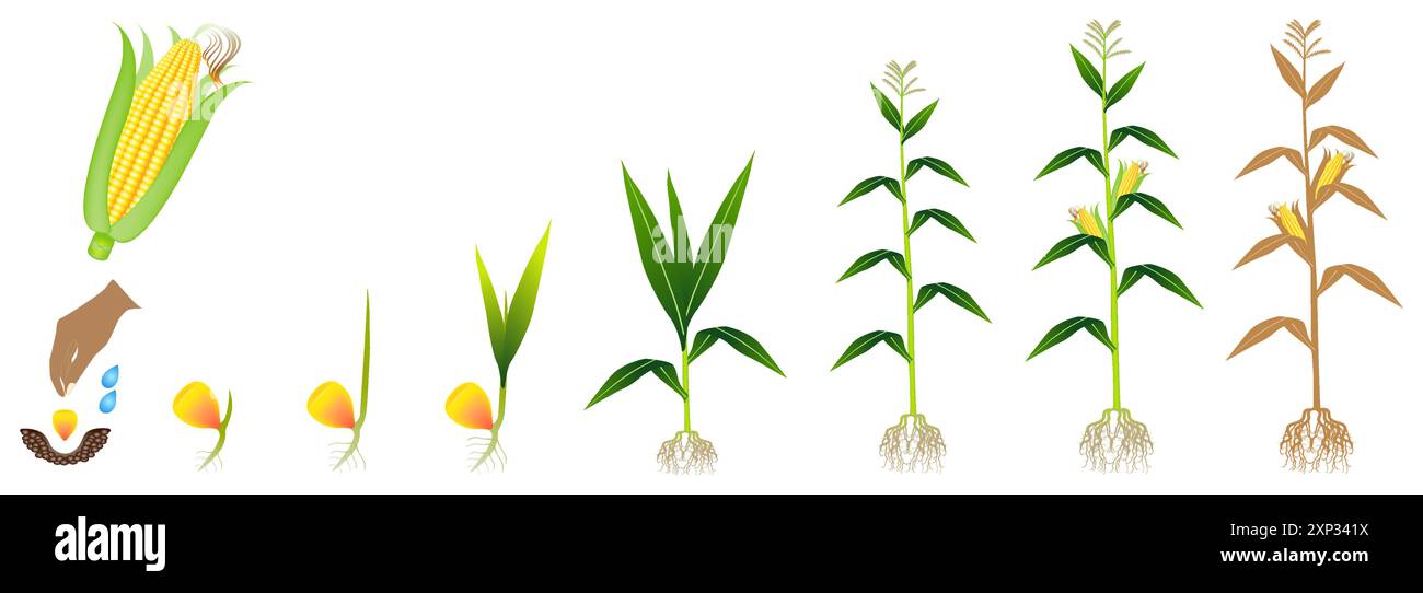 Cycle of growth of a corn plant on a white background Stock Vector ...