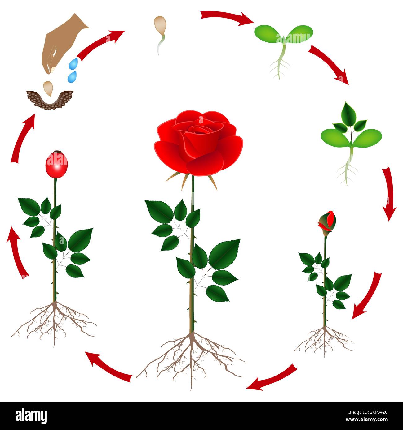 Life cycle of a flower drawing hi-res stock photography and images - Alamy