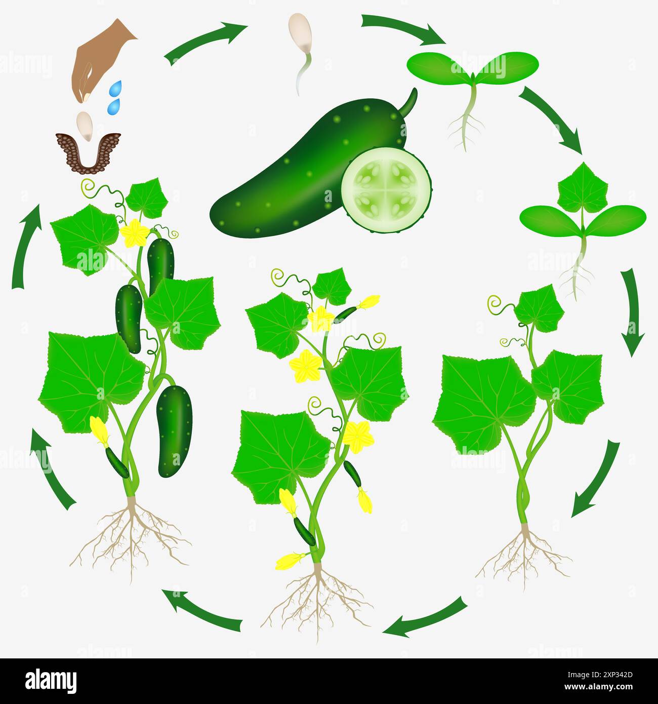 Cucumber growth cycle isolated on a white background Stock Vector Image ...