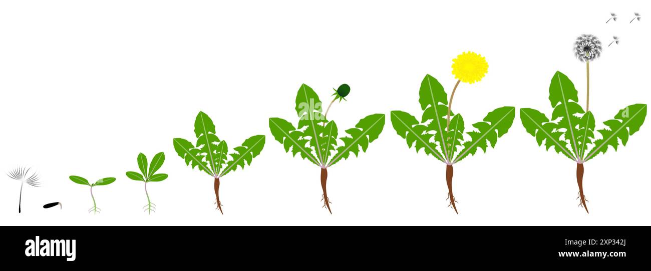 Cycle of growth of a dandelion plant isolated on a white background ...