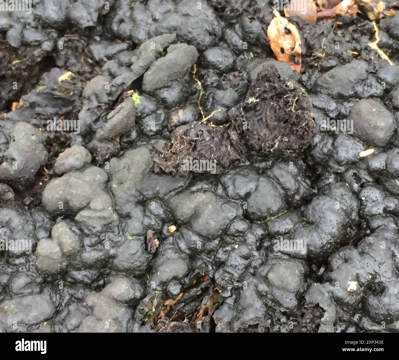 Brittle Cinder (Kretzschmaria deusta) Fungi Stock Photo - Alamy
