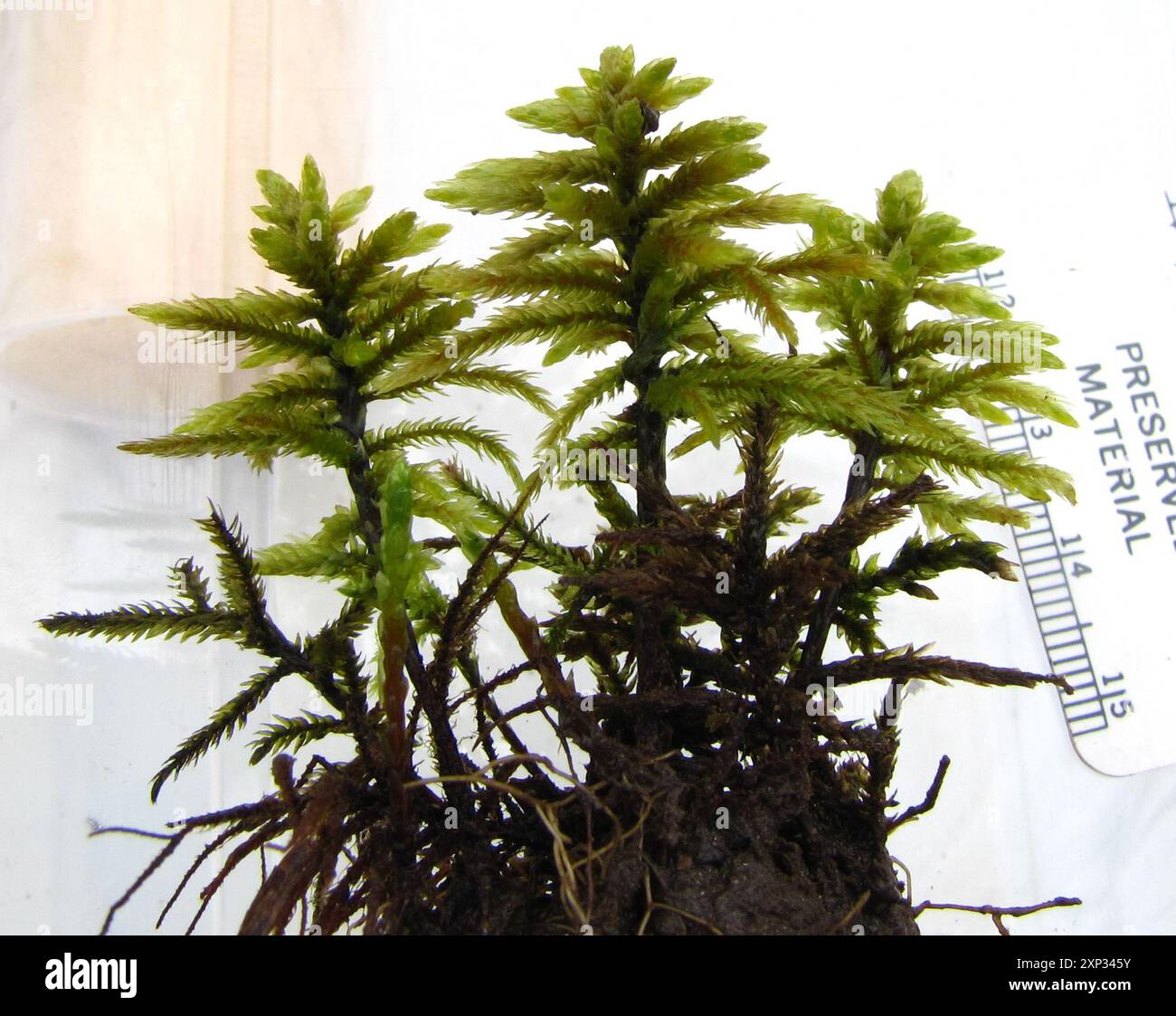 American Tree Moss (Climacium americanum) Plantae Stock Photo - Alamy