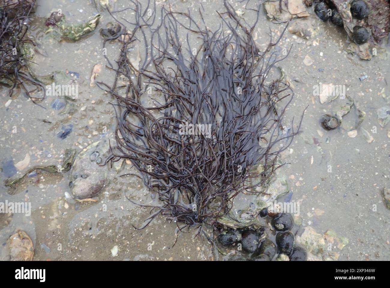 red algae (Rhodophyta) Plantae Stock Photo - Alamy