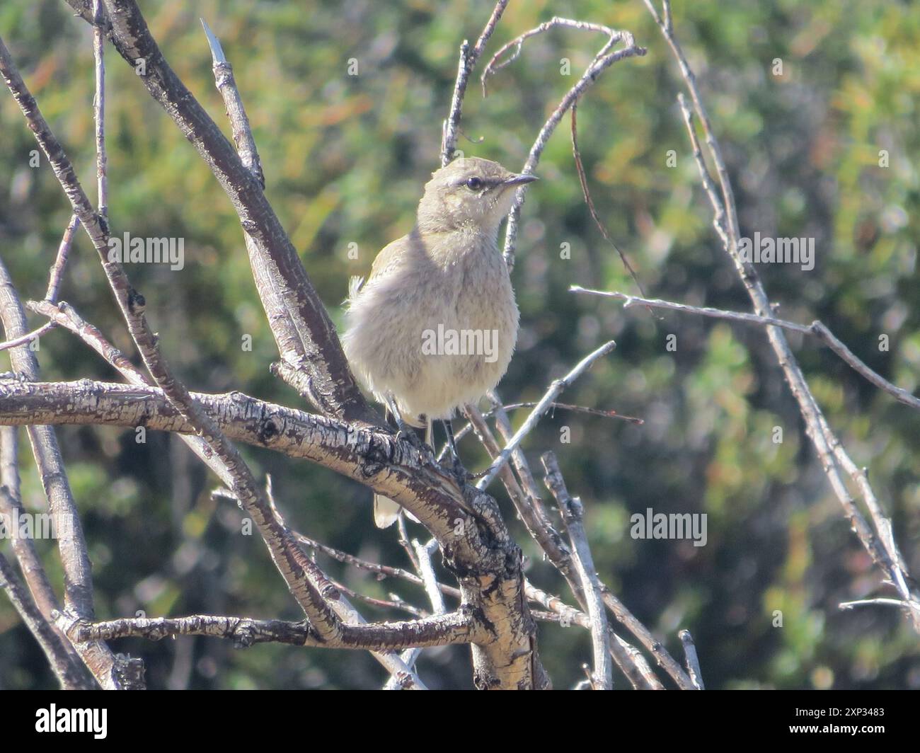 Mimus patagonicus hi-res stock photography and images - Alamy