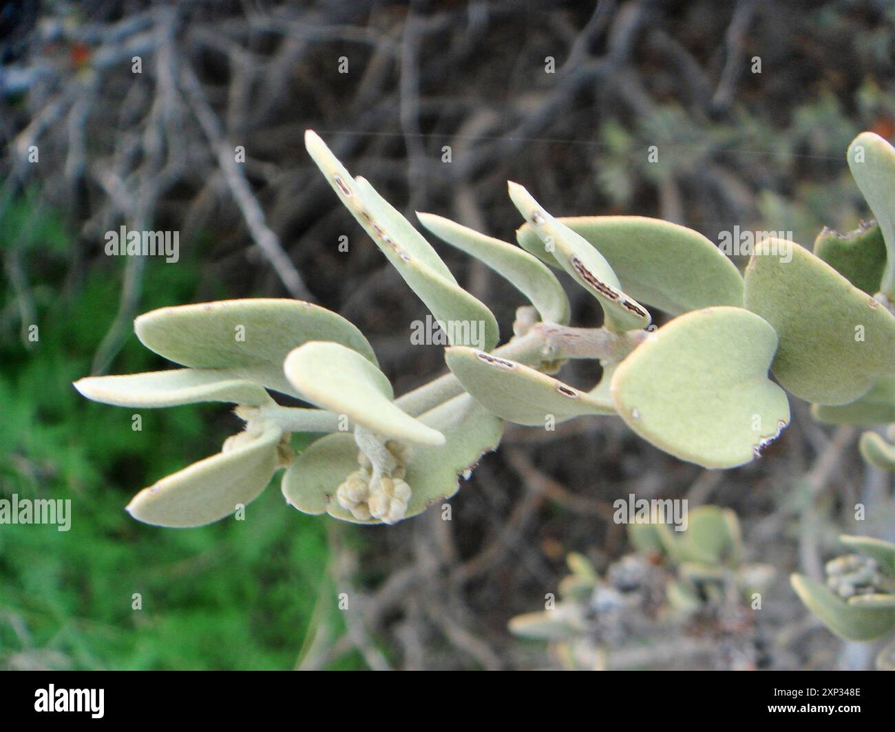jojoba (Simmondsia chinensis) Plantae Stock Photo - Alamy