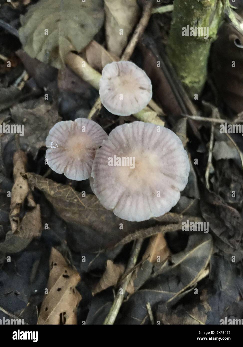 Lilac Bonnet (Mycena pura) Fungi Stock Photo - Alamy