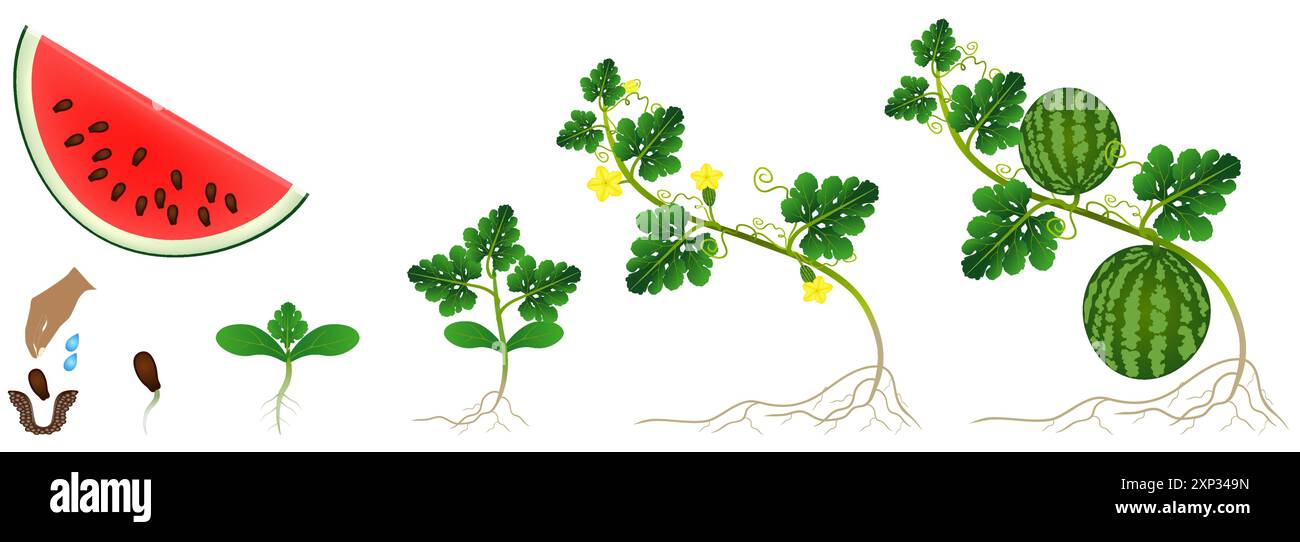 Cycle of growth of a plant of a watermelon isolated on a white ...