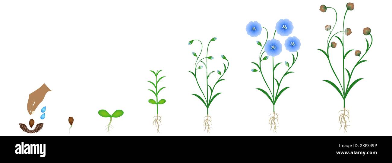 Cycle of flax plant growth, isolated on white background Stock Vector ...