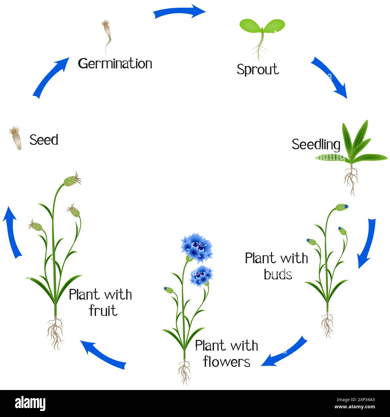 Life cycle of a flower drawing hi-res stock photography and images - Alamy